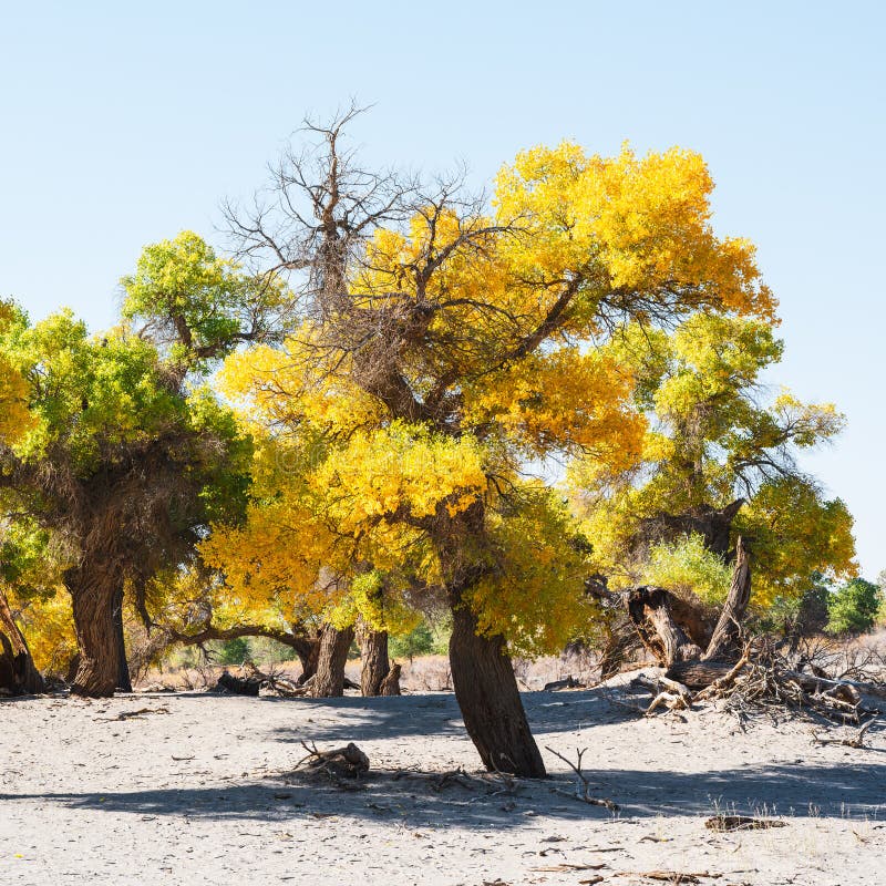 The Scenery of Sidao Bridge in Ejina Populus Euphratica Forest, Inner ...