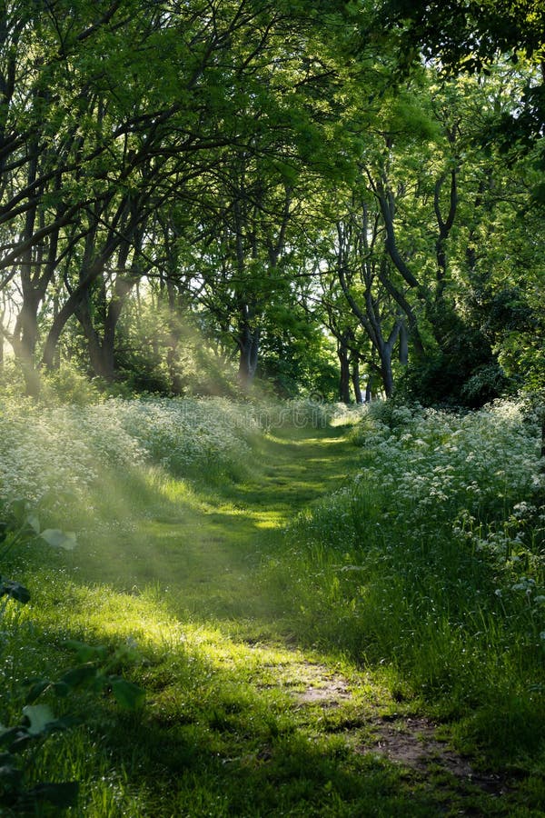 Scenery Summer Park, Forest Landscape with Trees and Path in Sun Rays ...