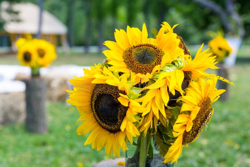 The scenery of sunflower stock photo. Image of nature - 76580970