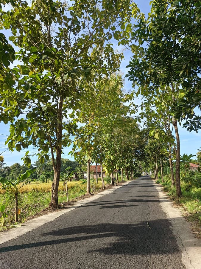 Scenery in the Sunny Morning in Java Island Indonesia Stock Image ...