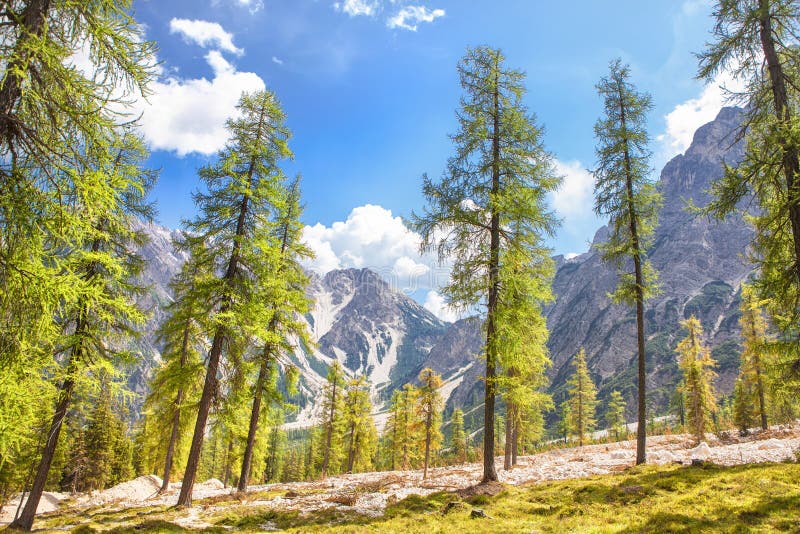 Scenery with tall pines stock image. Image of woodland - 101460593