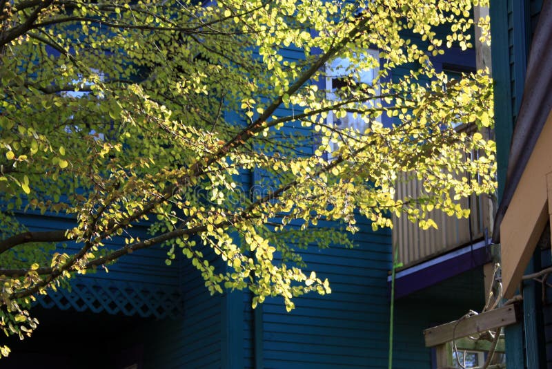 Scenery of a Tree Covering the Facade of a Building Stock Image - Image ...