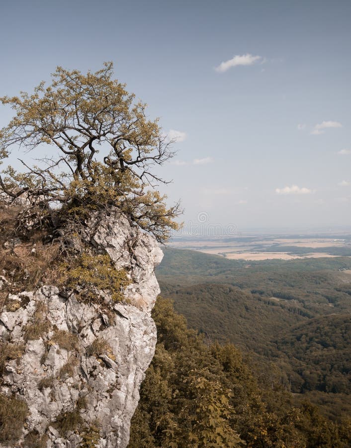 Tree Growing on Mountain Rock Cliff Stock Image - Image of landscape ...