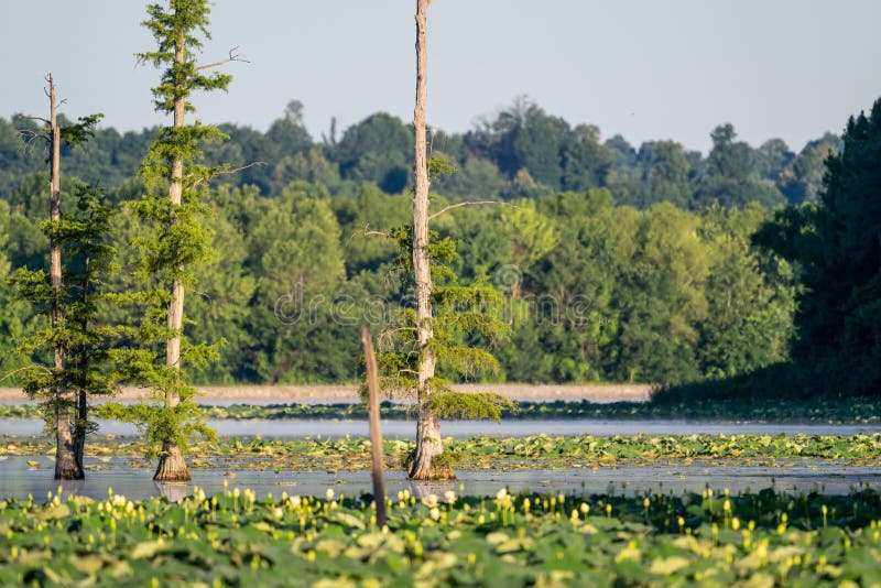 Scenery of Trees Growing in the Swamp Stock Image - Image of landscape ...