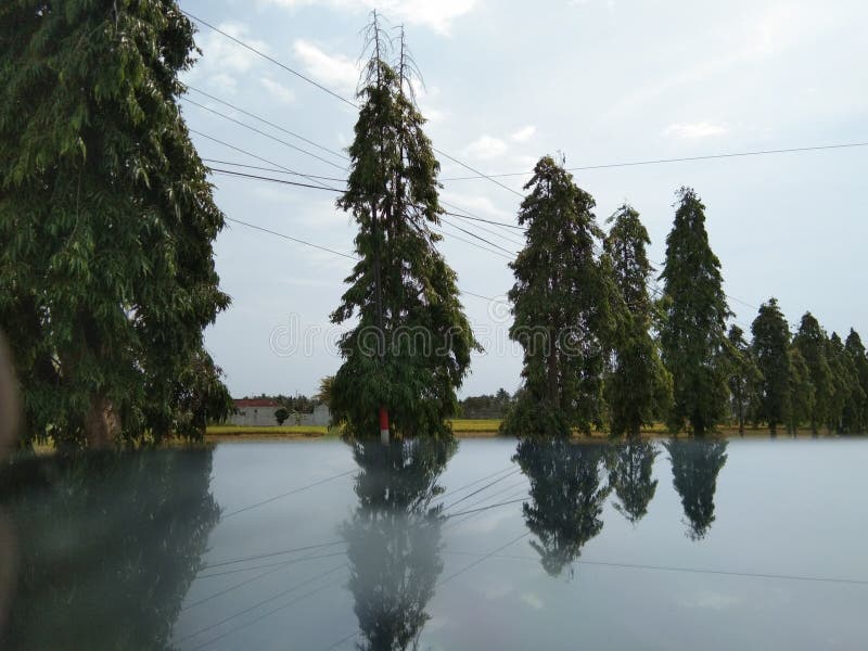 Scenery of trees stock photo. Image of scenery, tree - 175603876