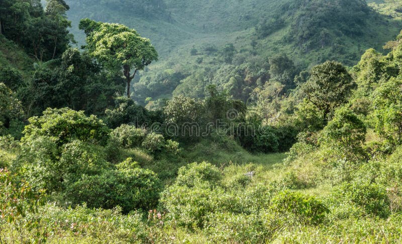 Scenery of Tropical Rainforest in Valley Stock Image - Image of ...