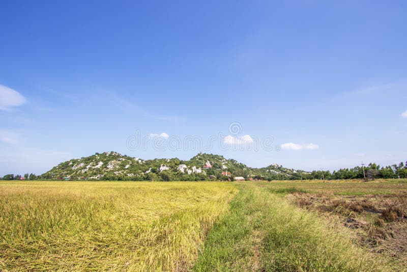 The Scenery of Vast Rice Fields and Mountains with Blue Sky in the ...