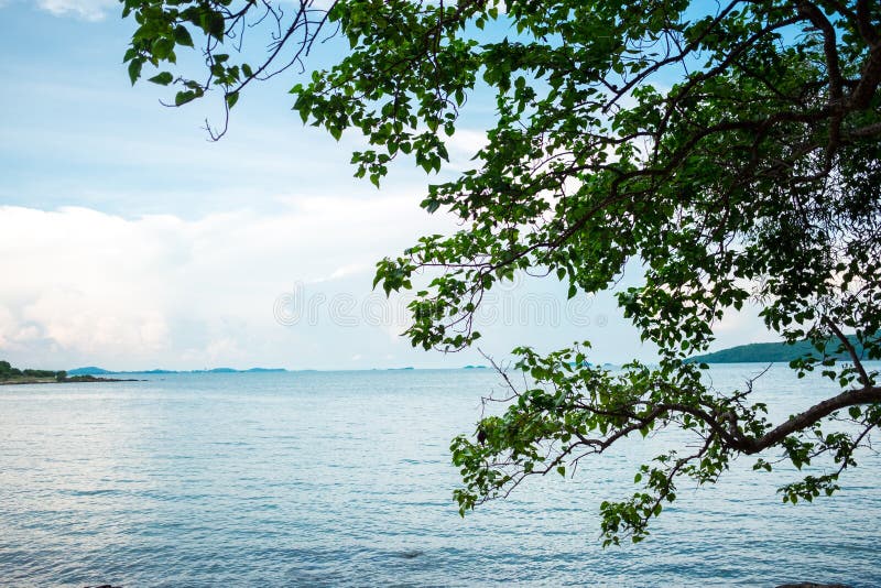 Scenery View Tropical Beach with Tree and Sea Background Stock Image ...