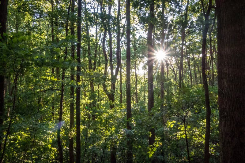 Scenes Along Appalachian Trail in Great Smoky Mountains Stock Image ...