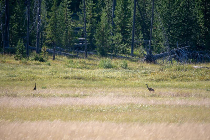 Scenes Around Yellowstone National Park Stock Image - Image of nature ...