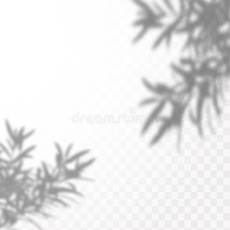 Soft Shadow Form Window and Plants, Light Overlay Effect. Scenes of ...