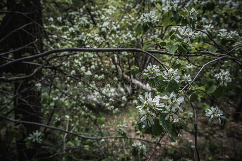 Scenes from a Trail in Northern Utah in Spring Stock Photo - Image of ...