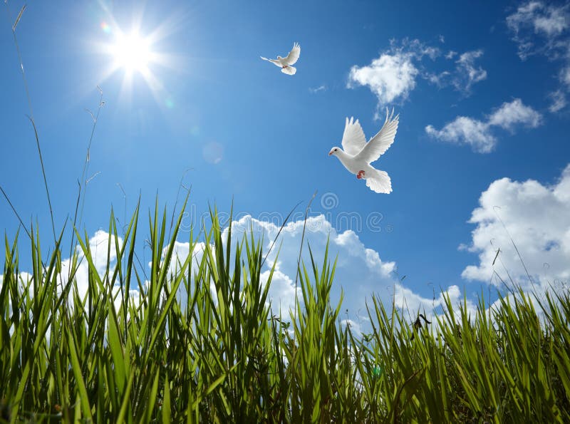 Two doves stock image. Image of bird, feather, nature - 8862489