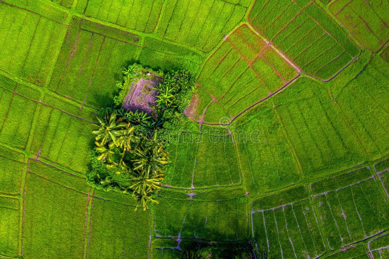 Scenic Aerial View of a Tranquil, Rural Landscape Featuring Rice Fields ...