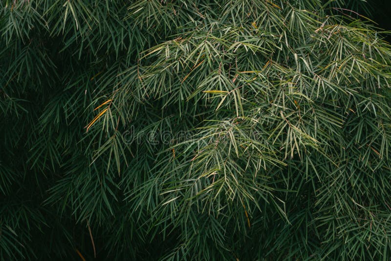 Scenic Aesthetic Bamboo Forest Background Stock Image - Image of lush ...