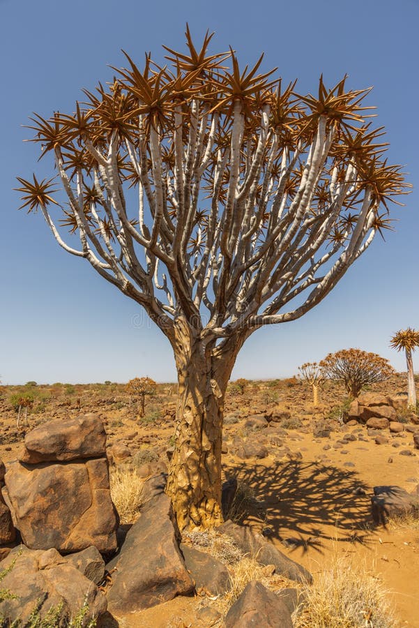 Scenic aloe tree stock photo. Image of season, landscape - 173088716