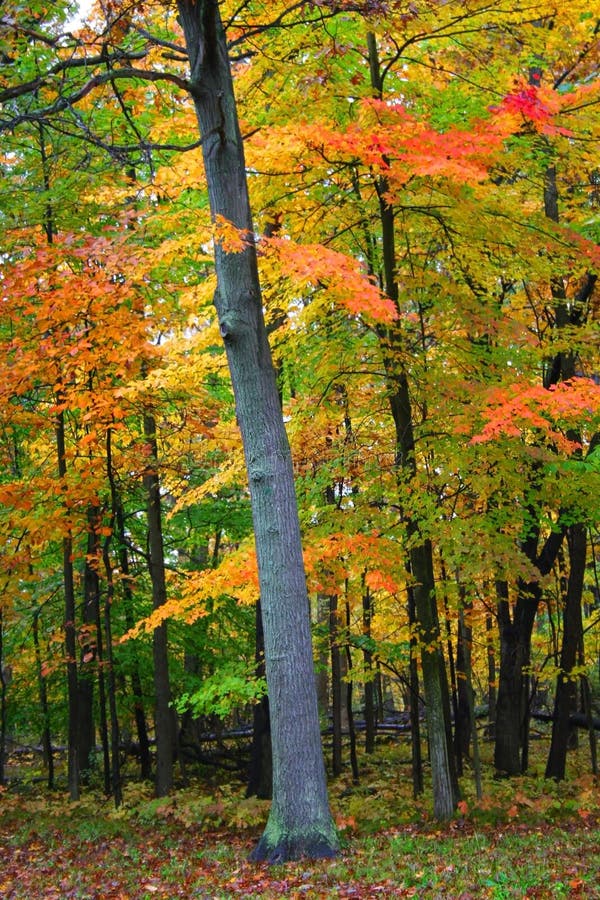 Autumn Forest Western NC Fall Foliage Trees Scenic Nature Photography ...
