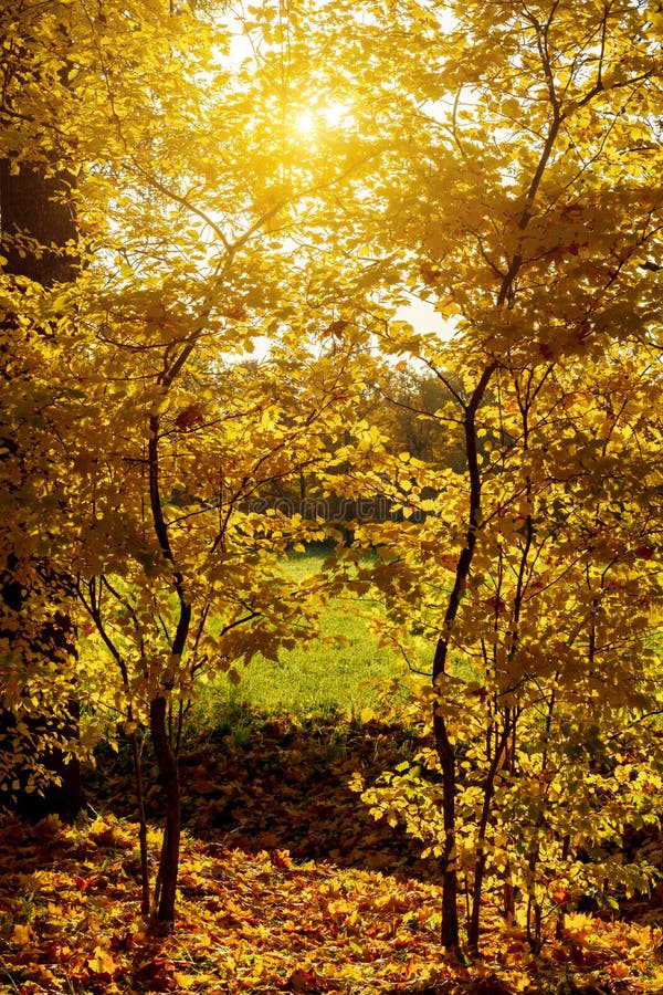 Scenic Autumn Foliage Under Evening Sun Stock Photo - Image of gold ...