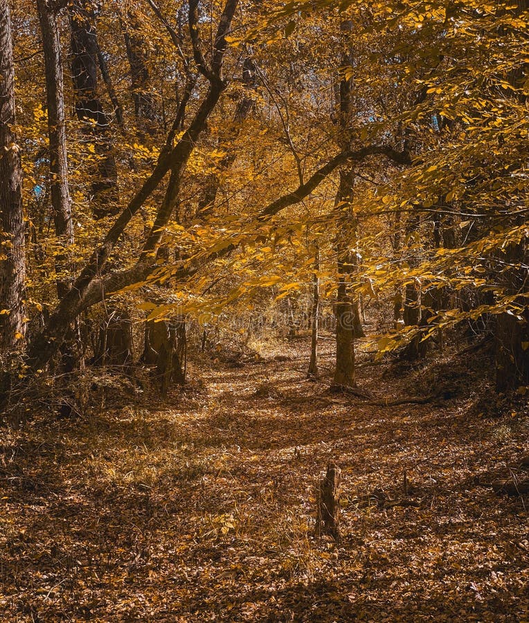 Scenic Autumn Forest with Golden Trees Stock Image - Image of view ...