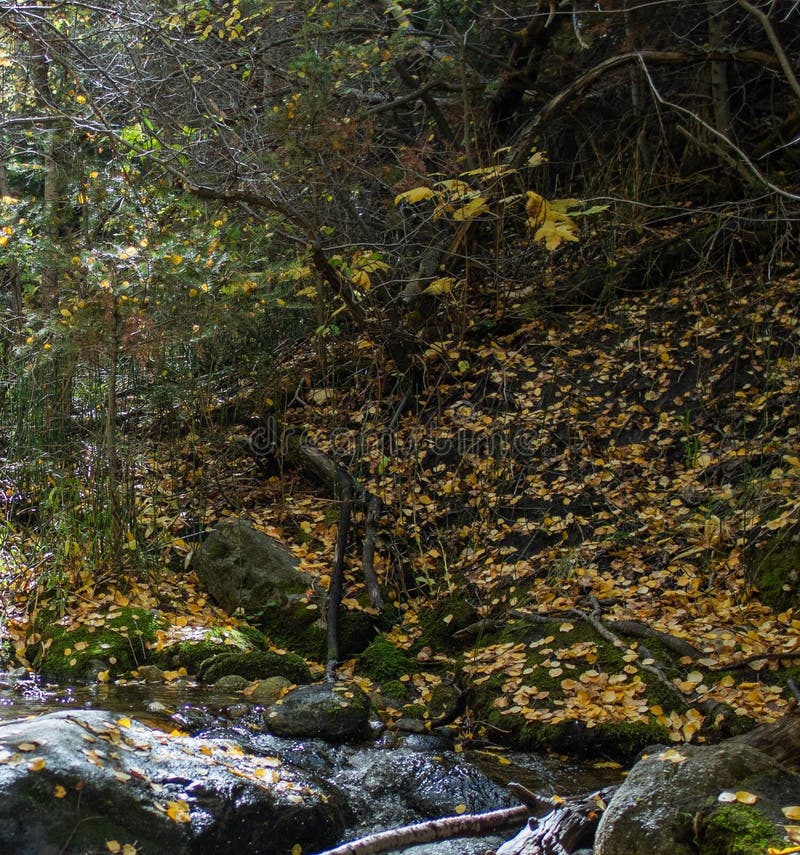 Scenic Autumn Forest Landscape with a Stream Stock Image - Image of ...