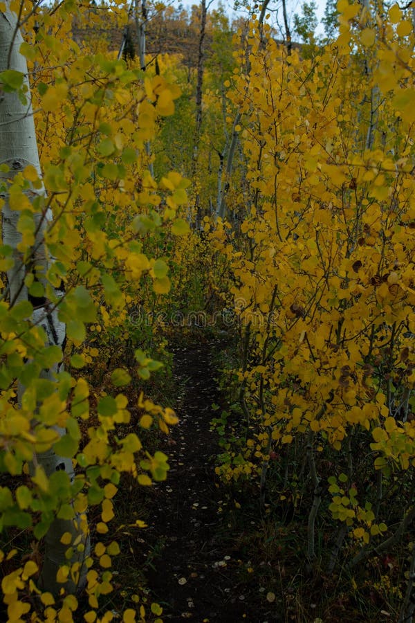 Scenic Autumn Forest Landscape, a Vertical Shot Stock Image - Image of ...