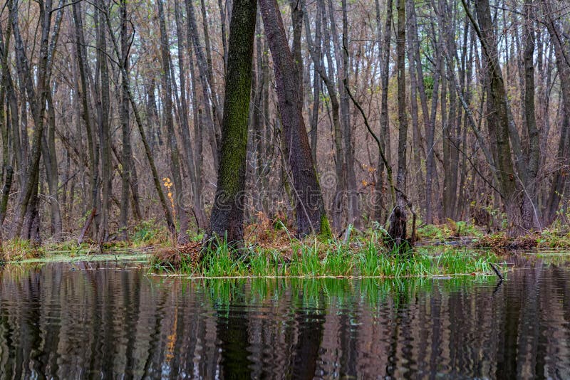 Scenic Autumn View of a Swamp in Forest Stock Image - Image of russia ...