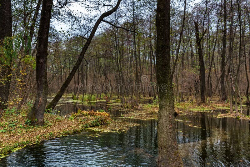 Scenic Autumn View of a Swamp in Forest Stock Image - Image of foliage ...