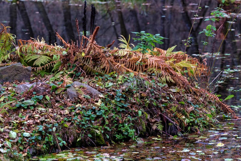 Scenic Autumn View of a Swamp in Forest Stock Photo - Image of ...
