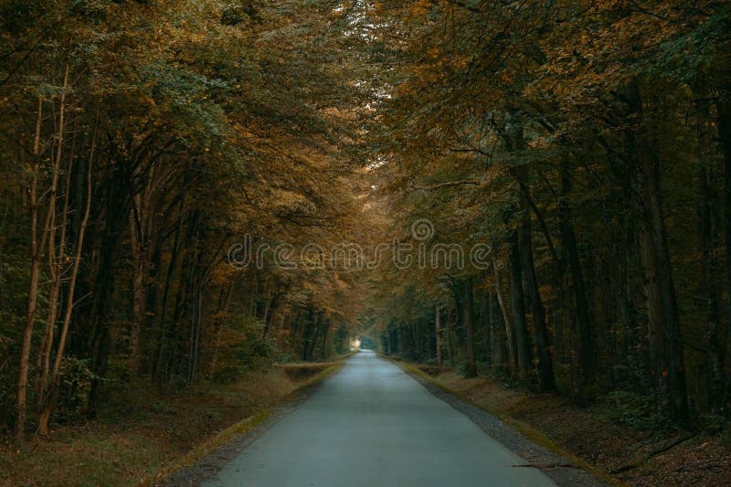 Scenic Autumn View of a Tree Lined Country Road Stock Image - Image of ...