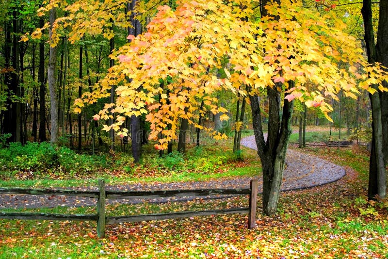 Scenic Autumn Walk Way stock image. Image of leaves, yellow - 3129917
