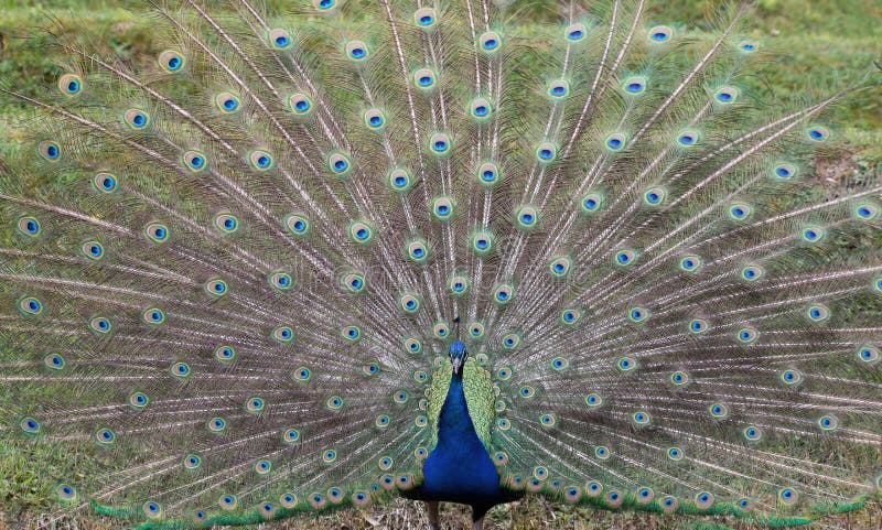 Scenic Beautiful Common Peacock (Pavo Cristatus) with Open Tail Stock ...
