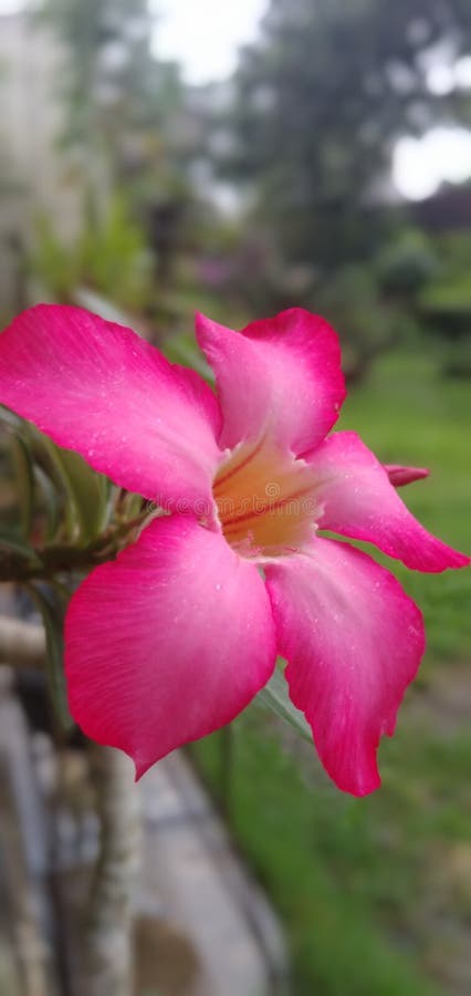 Scenic of beautiful flower stock photo. Image of tree - 204145206