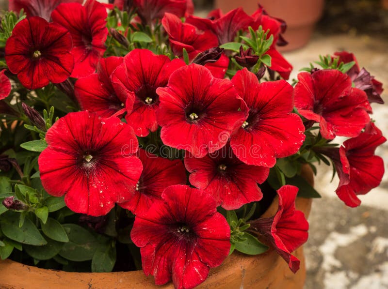 Scenic and Beautiful Spring Flowers on Peloponnese in Greece Stock ...