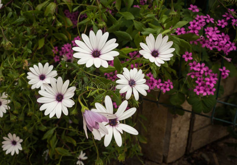 Scenic and Beautiful Spring Flowers on Peloponnese in Greece Stock ...