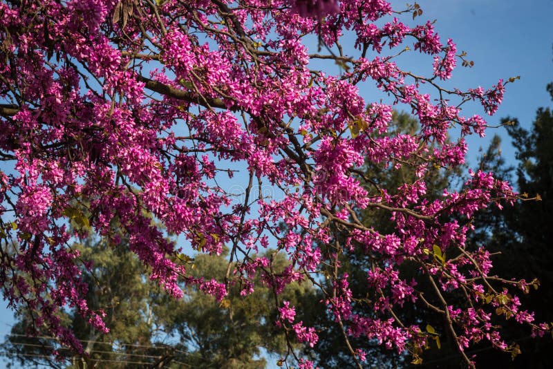 Scenic and Beautiful Spring Flowers on Peloponnese in Greece Stock ...