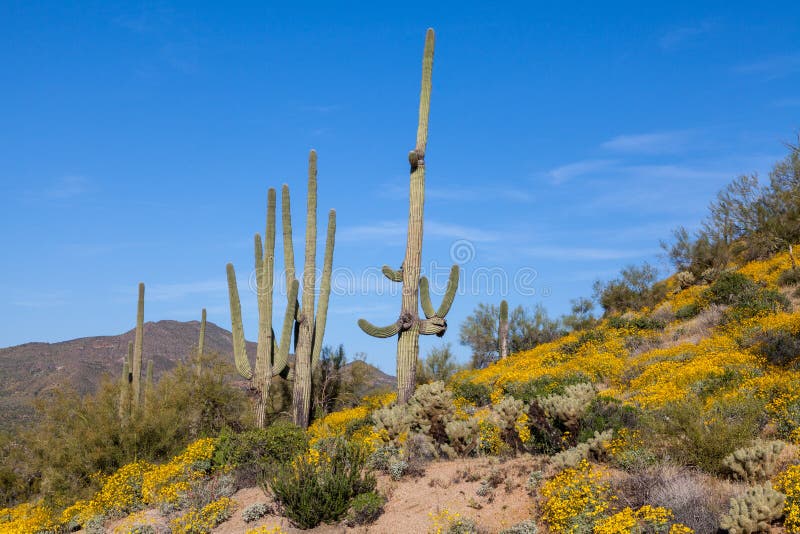 Scenic Desert Landscape in Spring Stock Image - Image of desert ...