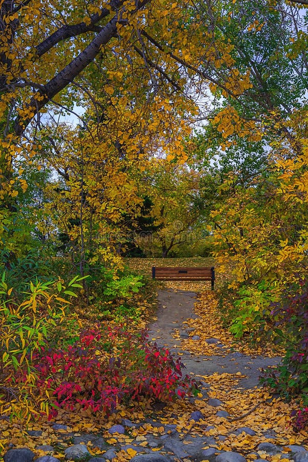 Park Bench Framed by Fall Foliage Stock Image - Image of travel, tree ...