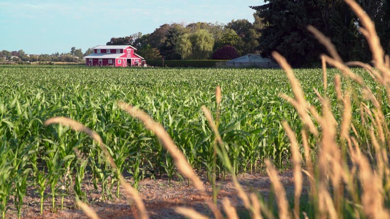 Young Corn Plants Red Barn 4K UHD Stock Footage - Video of flowers ...