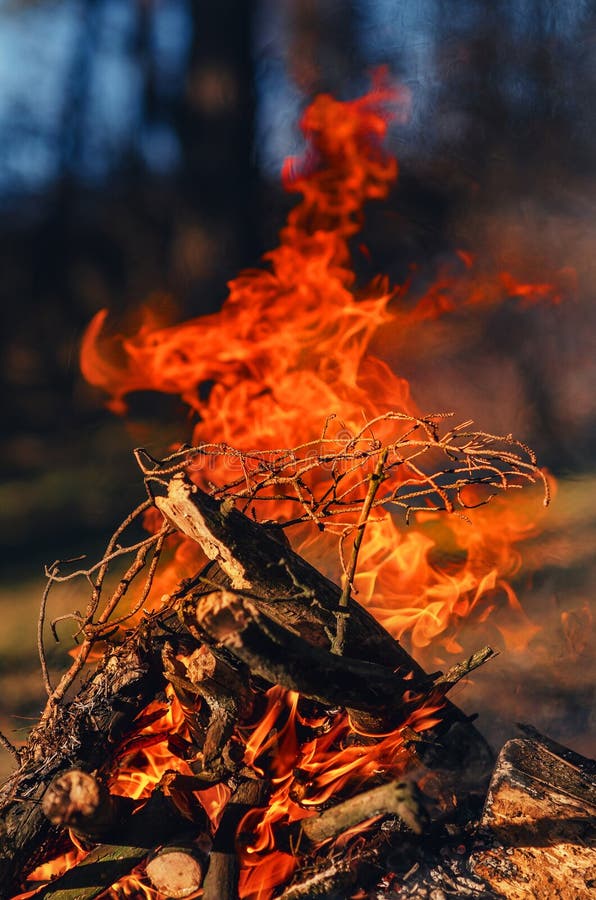 Rustic Campfire Burning in Autumn Woods with Colorful Leaves Stock ...