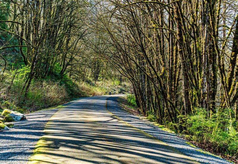 Scenic Cedar River Trail 7 stock photo. Image of cedar - 276022370