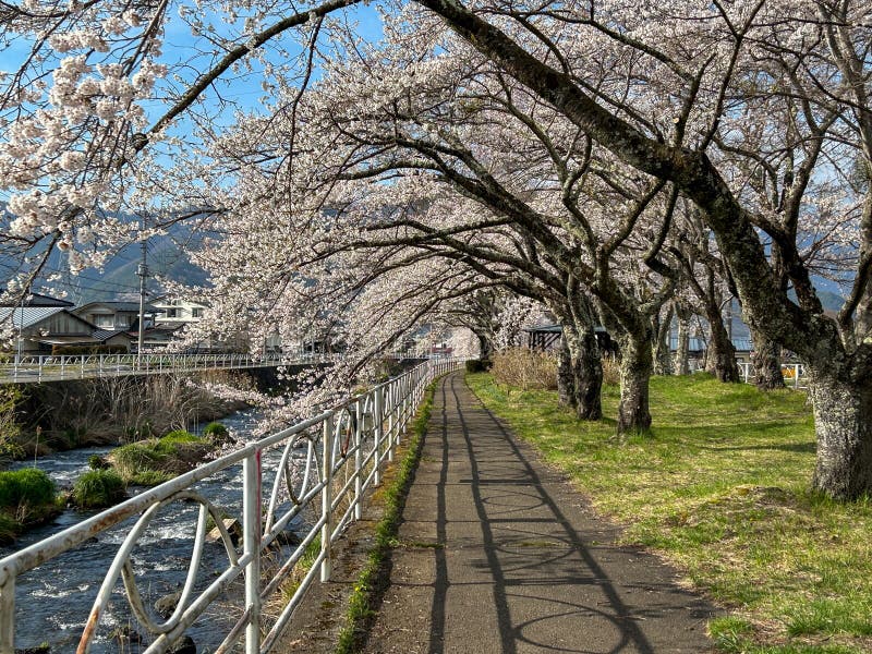 Scenic Cherry Blossom Pathway by River Stock Photo - Image of japan ...