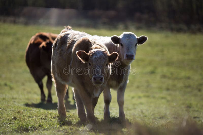 Scenic Closeup of Cute Cattle in a Green Field Stock Photo - Image of ...
