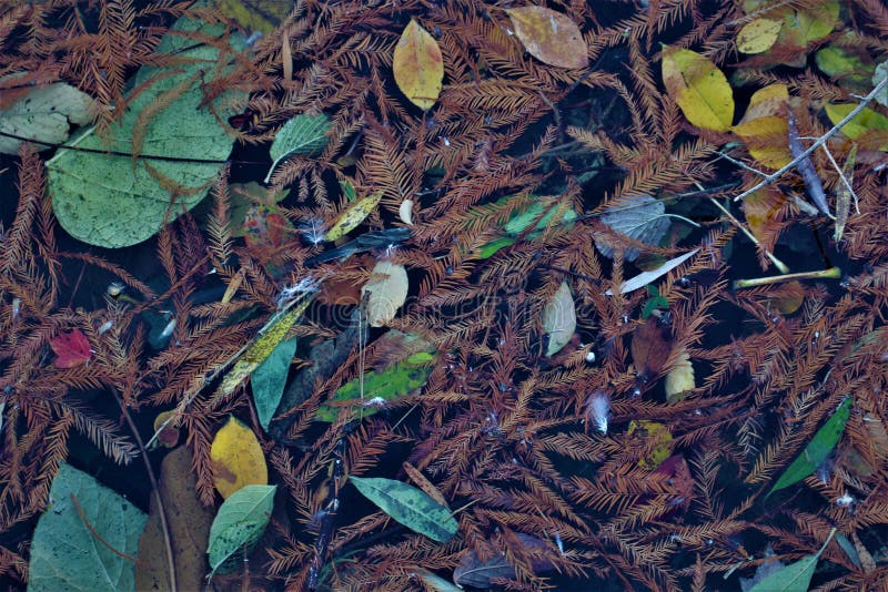 Scenic Closeup Different Tree Leaves and Branches for Background Stock ...