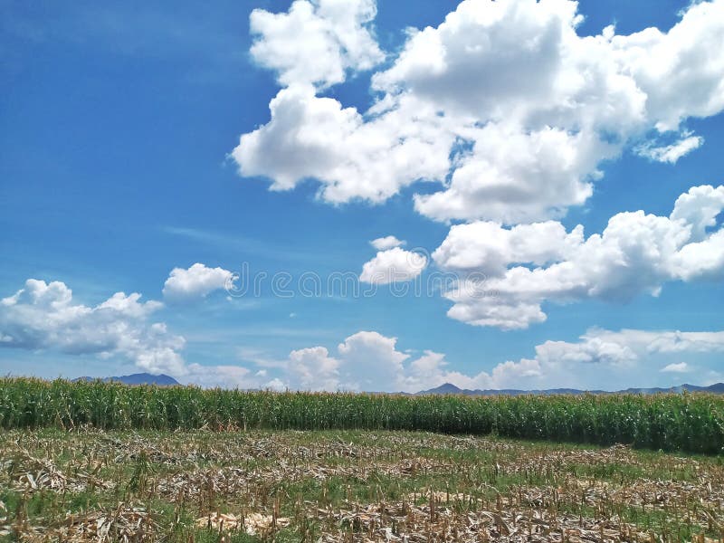 Scenic Corn Field during a Hot Summer Day with Bright Blue Sky ...