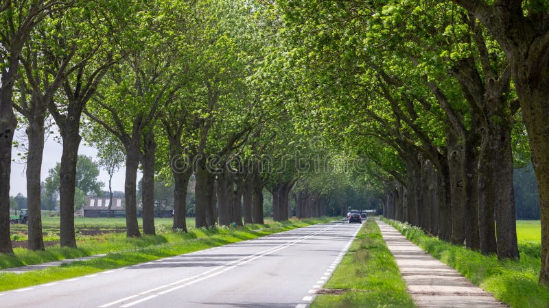 Scenic Country Road with Row of Trees in Netherlands Stock Image ...