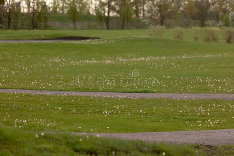 Scenic Curved Walking Path through Dandelion-Dotted Green Field Stock ...