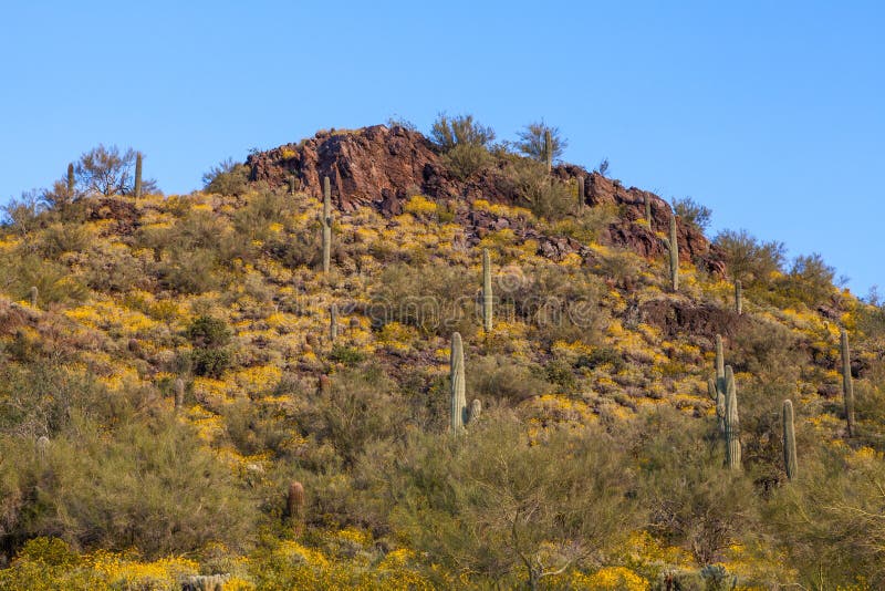 Scenic Desert Landscape in Spring Stock Image - Image of cactus ...