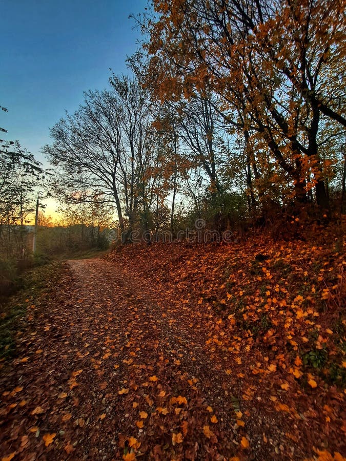 A Dirt Path with Trees and Fallen Leaves on the Ground Stock Image ...