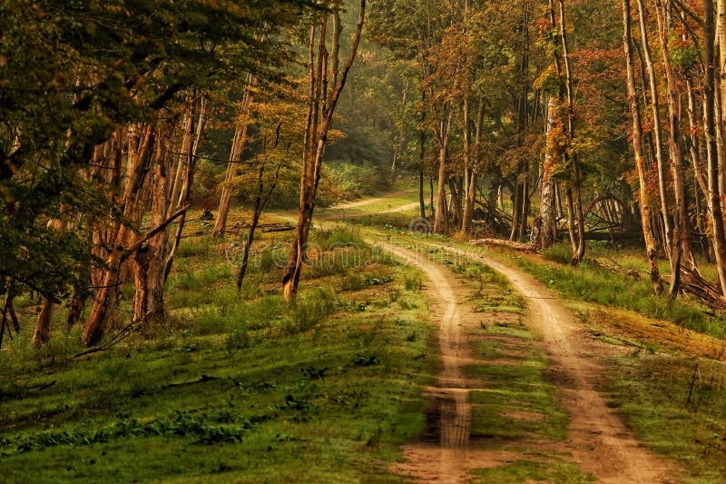 Scenic Dirt Road Winding through a Lush Green Forest. Stock Image ...