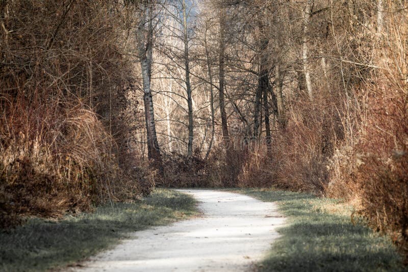 Scenic Empty Pathway Leading through Forest Stock Image - Image of ...